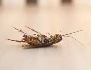 Pest Control Toronto - Pest Control Pro