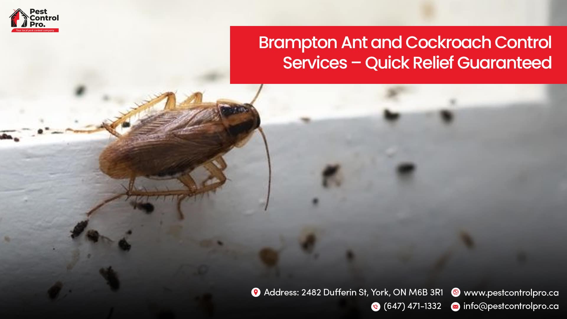 Brampton Ant and Cockroach Control Services – Quick Relief Guaranteed ...